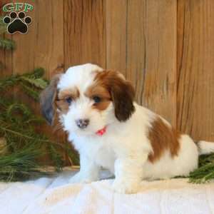 Havanese Puppies For Sale - Greenfield Puppies