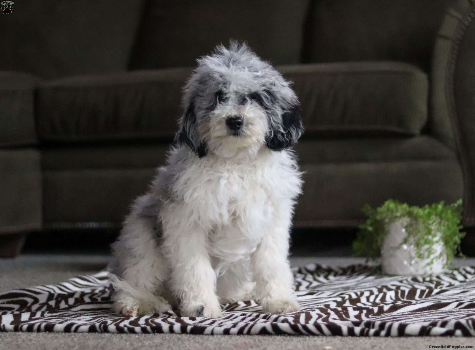 Oreo - Standard Poodle Puppy For Sale in Ohio