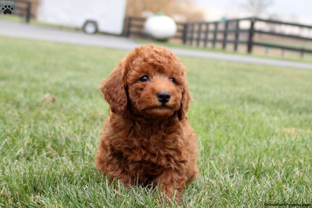 Ozzy - Miniature Poodle Puppy For Sale in Pennsylvania