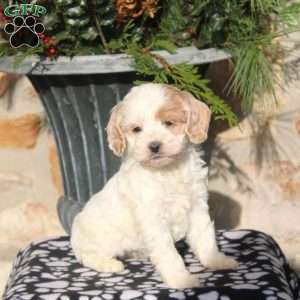 Cockapoo Puppies for Sale - Greenfield Puppies