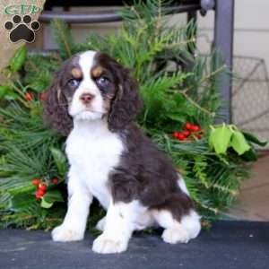 Cocker Spaniel Puppies For Sale - Greenfield Puppies