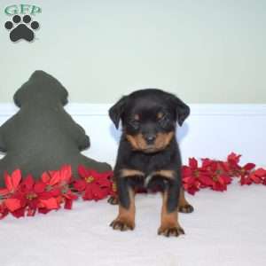 New Arrivals | See New Puppies | Greenfield Puppies