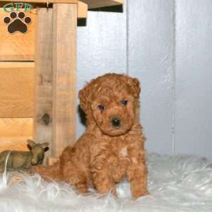 Havapoo Puppies For Sale - Greenfield Puppies