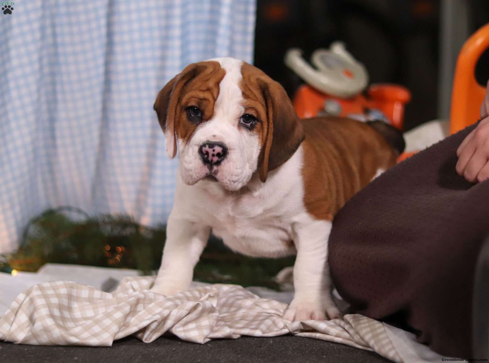 Sammie - Beabull Puppy For Sale in Ohio