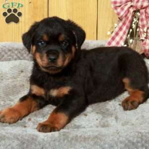 Rottweiler Puppies For Sale - Greenfield Puppies