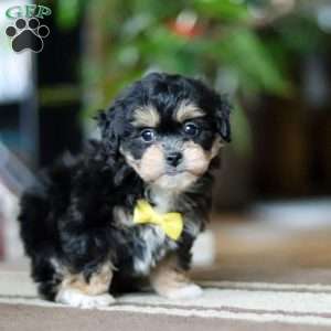 Shih-Poo Puppies For Sale - Greenfield Puppies