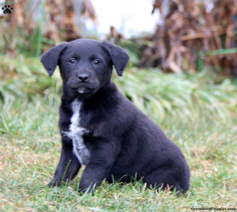 Splash - Golden Retriever Mix Puppy For Sale in Pennsylvania