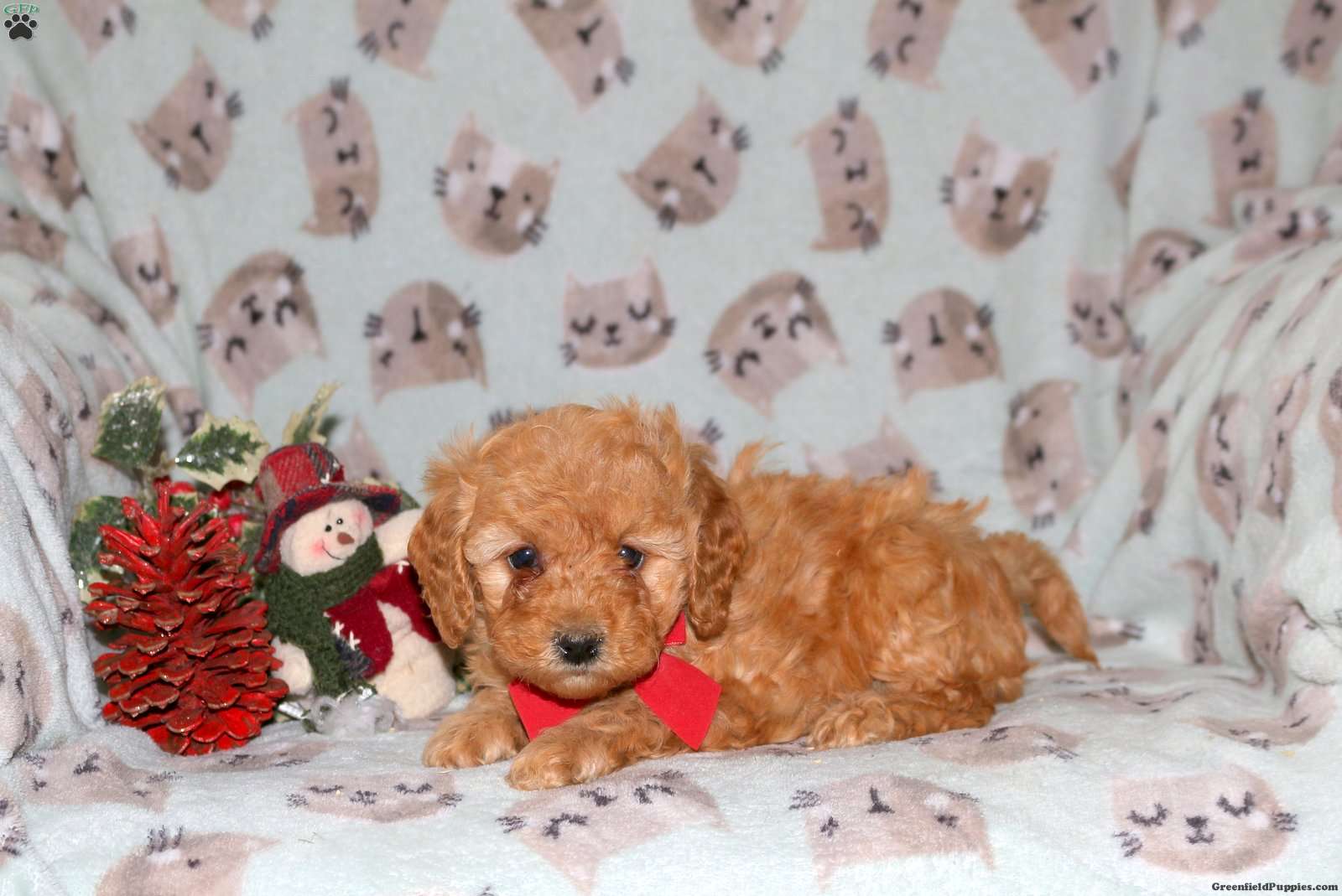 Star - Miniature Poodle Puppy For Sale in Pennsylvania