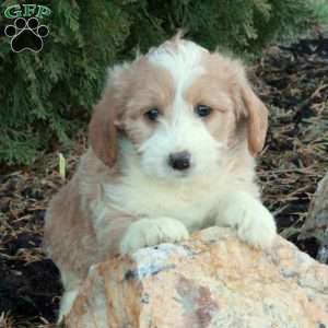 Mini Labradoodle Puppies For Sale - Greenfield Puppies