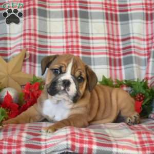 English Bulldog Puppies For Sale - Greenfield Puppies
