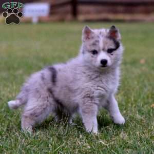 Pomsky Puppies For Sale - Greenfield Puppies