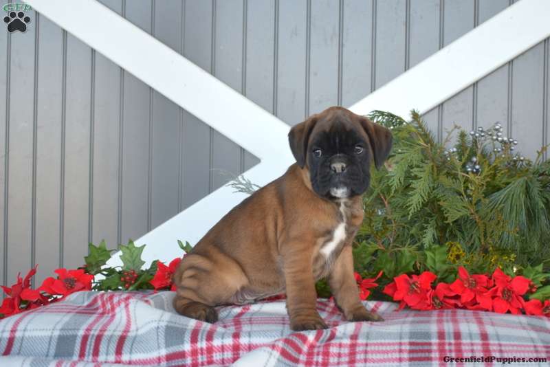 Walker - Boxer Puppy For Sale in Pennsylvania
