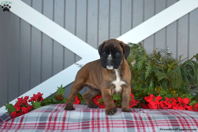 Wrangler - Boxer Puppy For Sale in Pennsylvania