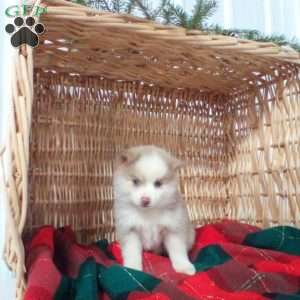 Matthew Schlabach - Greenfield Puppies