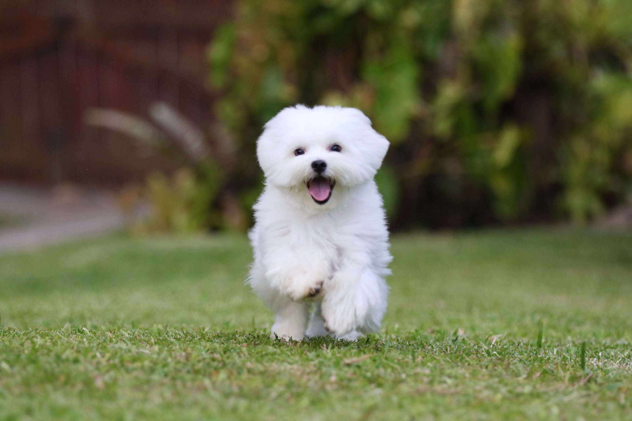 What is a Velcro Dog? - Greenfield Puppies
