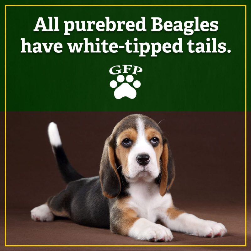 10 Essential Facts About Beagles - Greenfield Puppies
