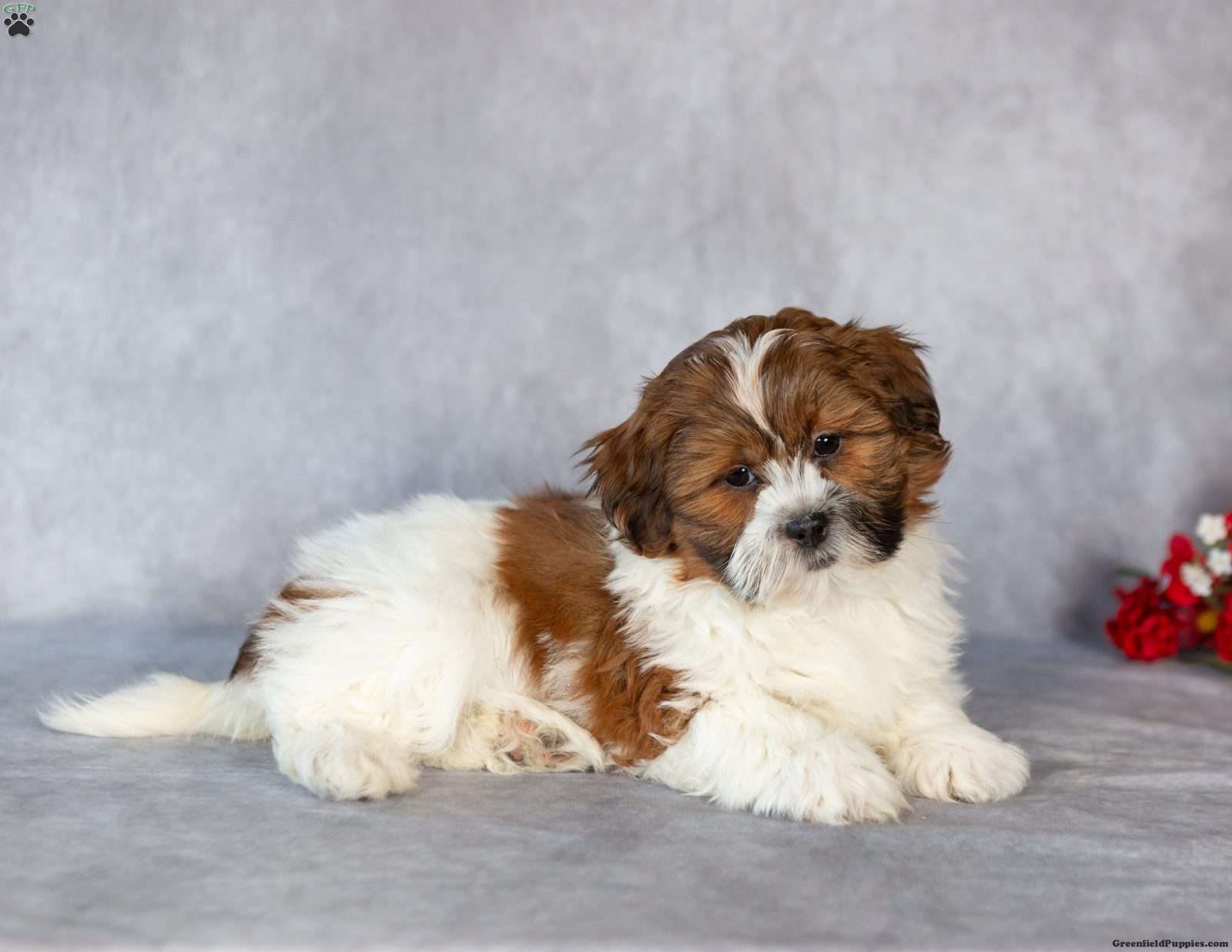 Poppy - Teddy Bear Puppy For Sale in Pennsylvania