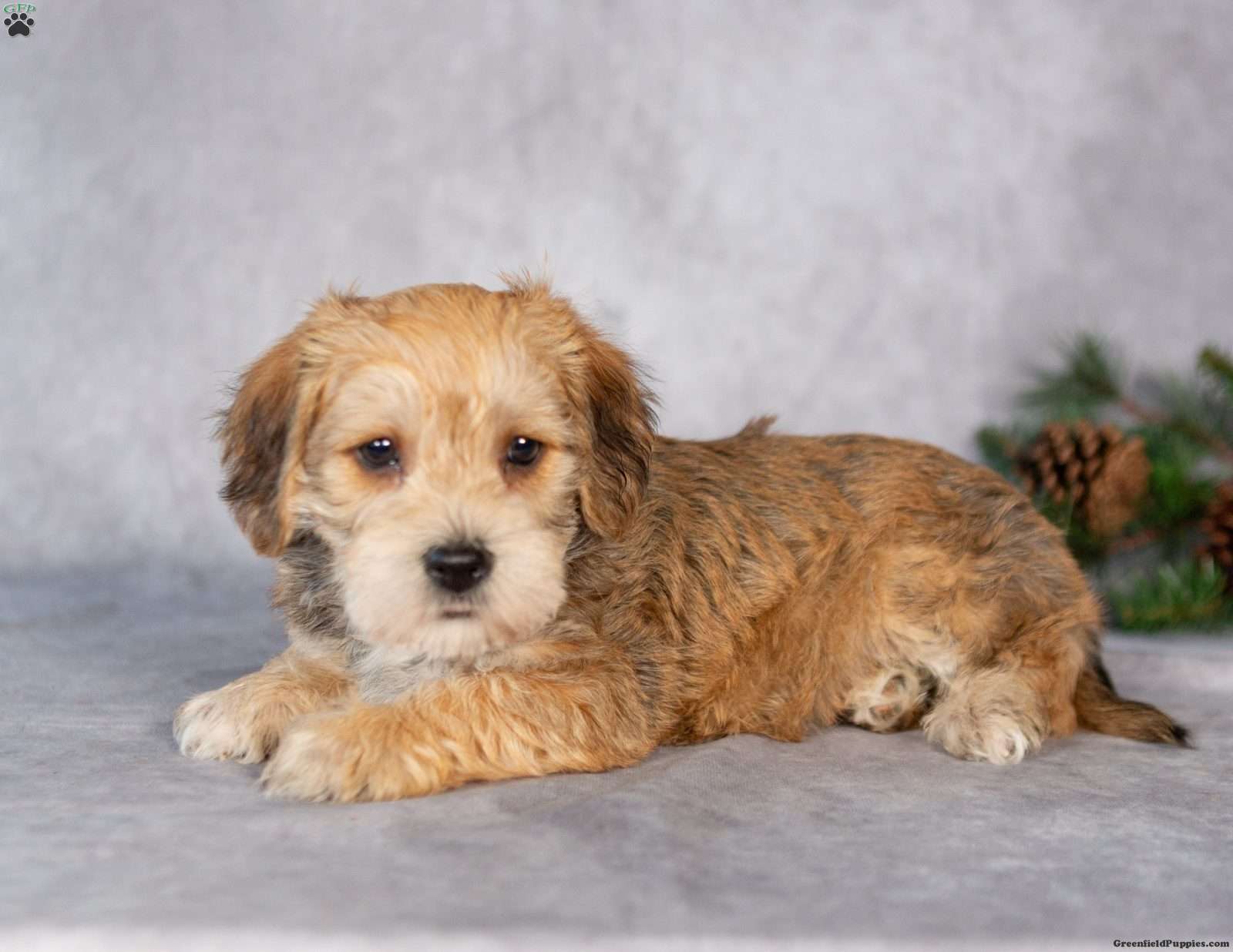 Fletcher - Yorkie-Chon Puppy For Sale in Pennsylvania