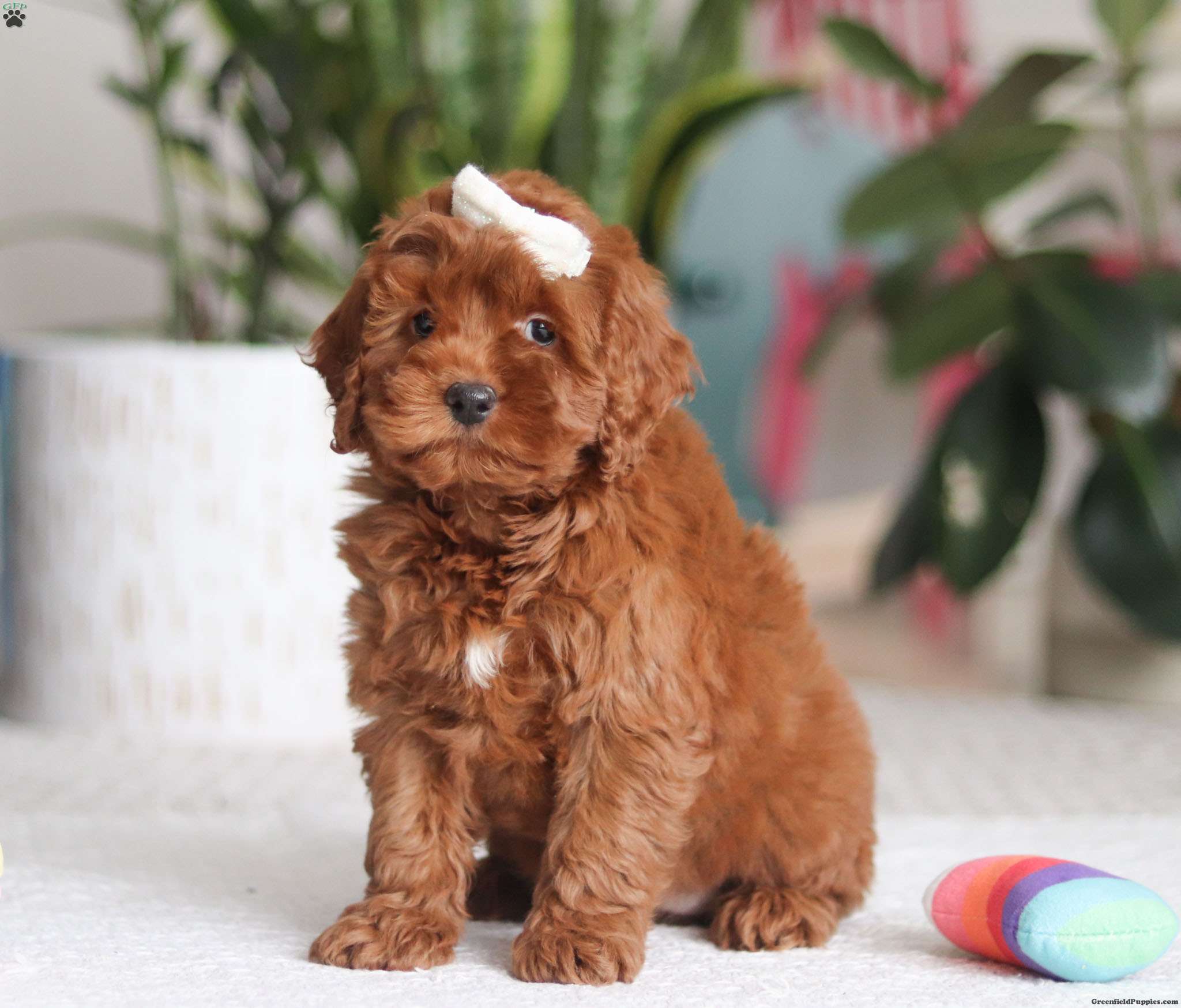 Abigail - Cockapoo Puppy For Sale in Ohio