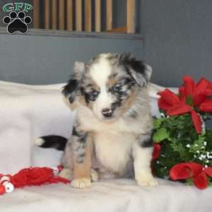 Miniature Australian Shepherd Puppies For Sale - GFP