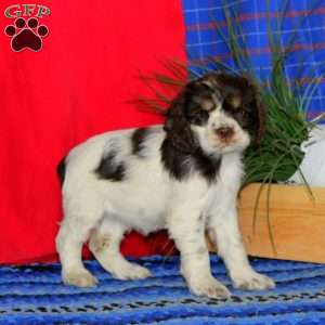 Cocker Spaniel Puppies For Sale - Greenfield Puppies