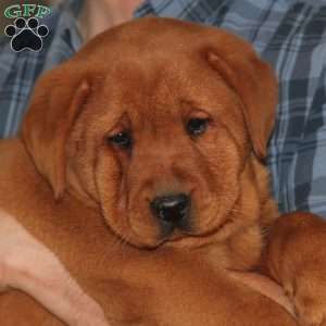 Fox Red Labrador Retriever Puppies for Sale - Greenfield Puppies