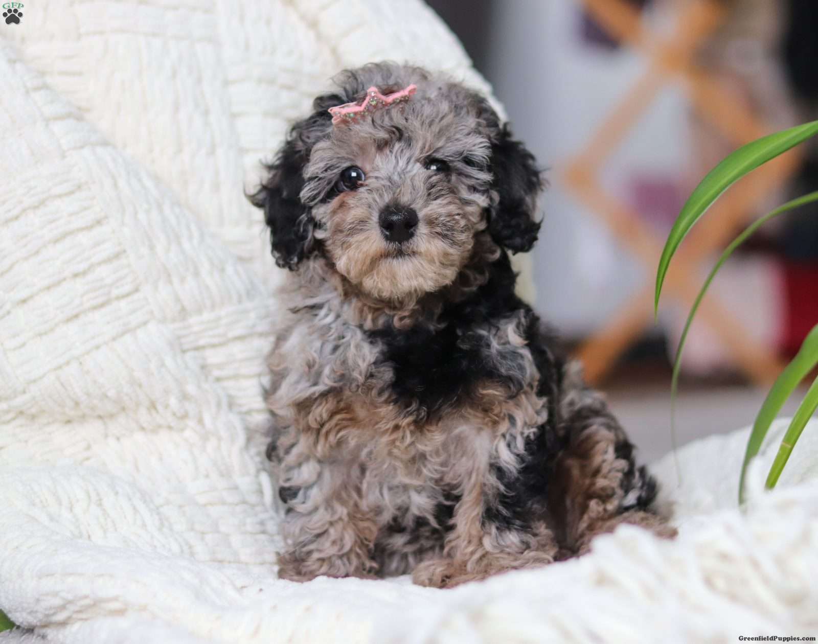 Bella - Miniature Poodle Puppy For Sale in Ohio
