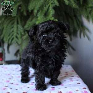 Havapoo Puppies For Sale - Greenfield Puppies