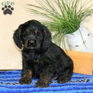Cocker Spaniel Puppies For Sale - Greenfield Puppies