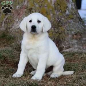 Yellow Labrador Retriever Puppies For Sale - Greenfield Puppies