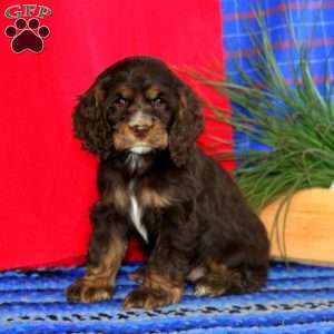 Cocker Spaniel Puppies For Sale - Greenfield Puppies