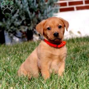 Fox Red Labrador Retriever Puppies for Sale - Greenfield Puppies