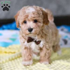 Havapoo Puppies For Sale - Greenfield Puppies