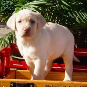 Yellow Labrador Retriever Puppies For Sale - Greenfield Puppies
