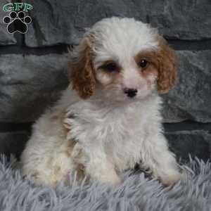 New Arrivals | See New Puppies | Greenfield Puppies