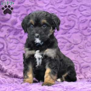 Abner Glick - Greenfield Puppies