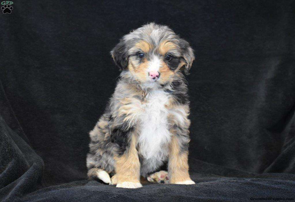 Debbie - Mini Bernedoodle Puppy For Sale in Pennsylvania