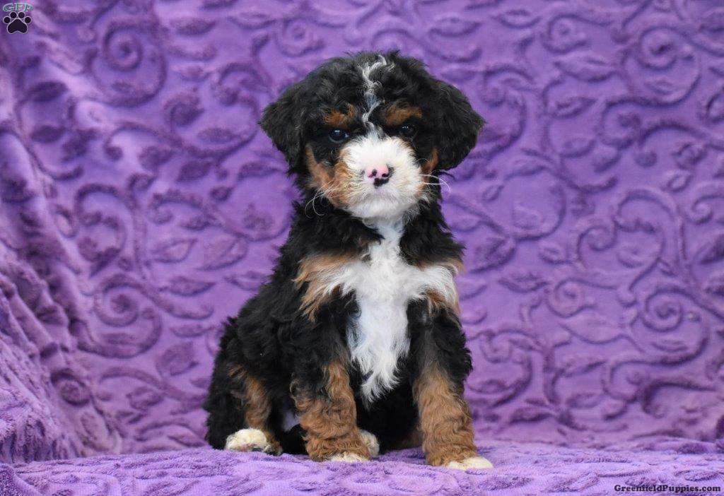 Dianne - Mini Bernedoodle Puppy For Sale in Pennsylvania