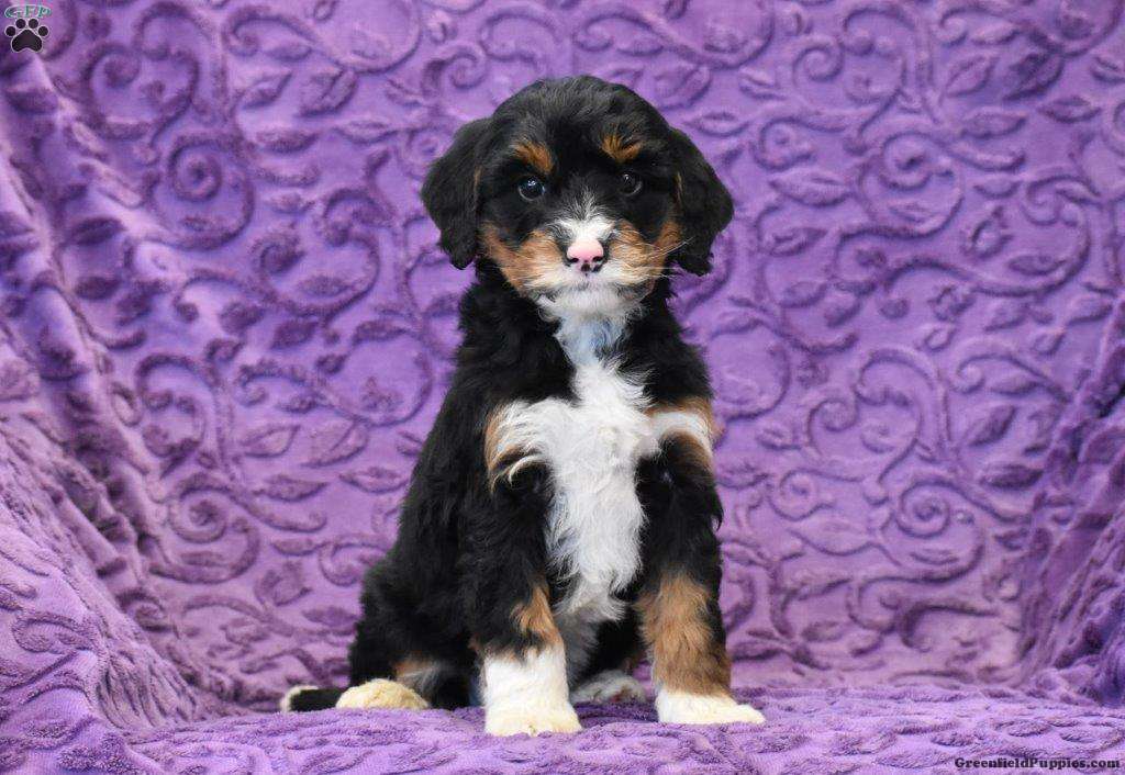 Dick - Mini Bernedoodle Puppy For Sale in Pennsylvania