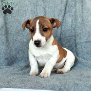 Jack Russell Terrier Puppies For Sale - Greenfield Puppies