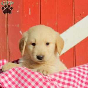 Golden Retriever Puppies For Sale - Greenfield Puppies