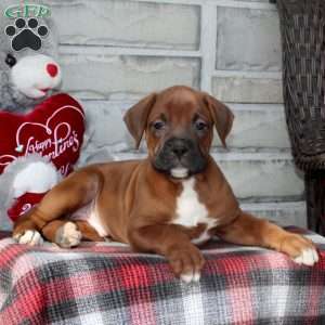 Boxer Puppies For Sale - Greenfield Puppies