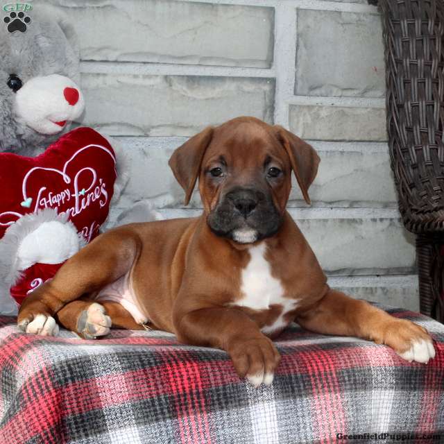 Dodge - Boxer Puppy For Sale in Pennsylvania