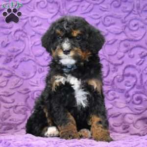 Abner Glick - Greenfield Puppies