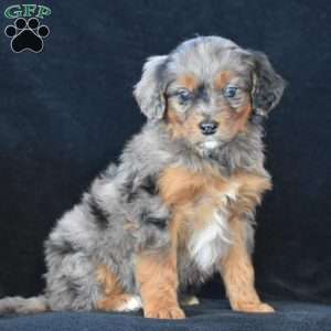 Abner Glick - Greenfield Puppies