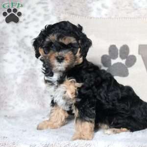 Cockapoo Puppies for Sale - Greenfield Puppies