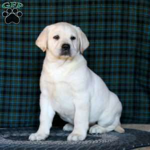 Yellow Labrador Retriever Puppies For Sale - Greenfield Puppies