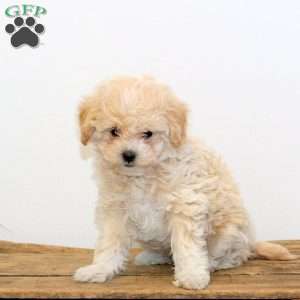 Maltipoo Puppies For Sale - Greenfield Puppies