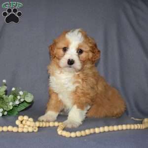 Mini Bernedoodle Puppies For Sale - Greenfield Puppies