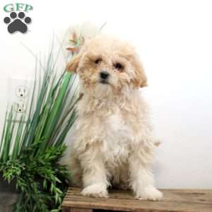 Maltipoo Puppies For Sale - Greenfield Puppies